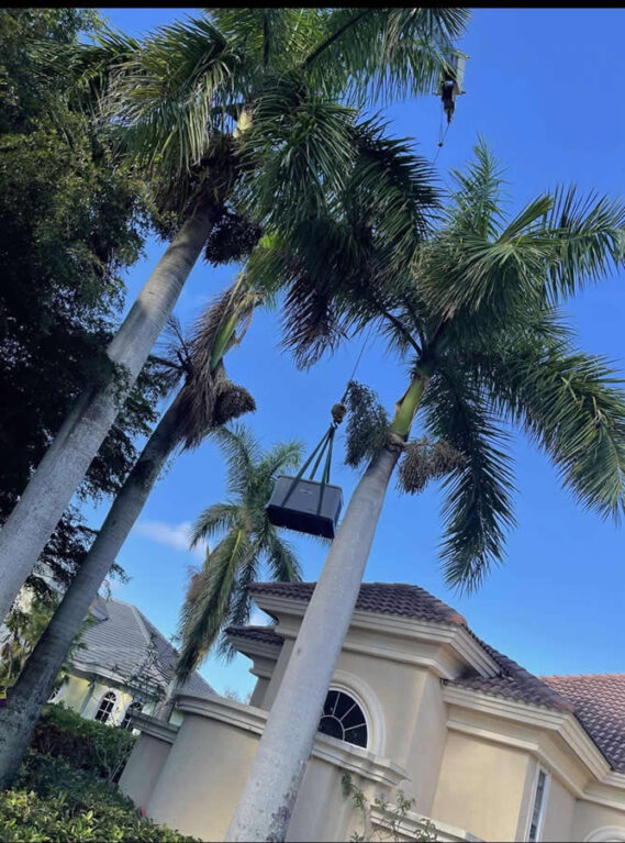 Project Gallery - SWFL Generator